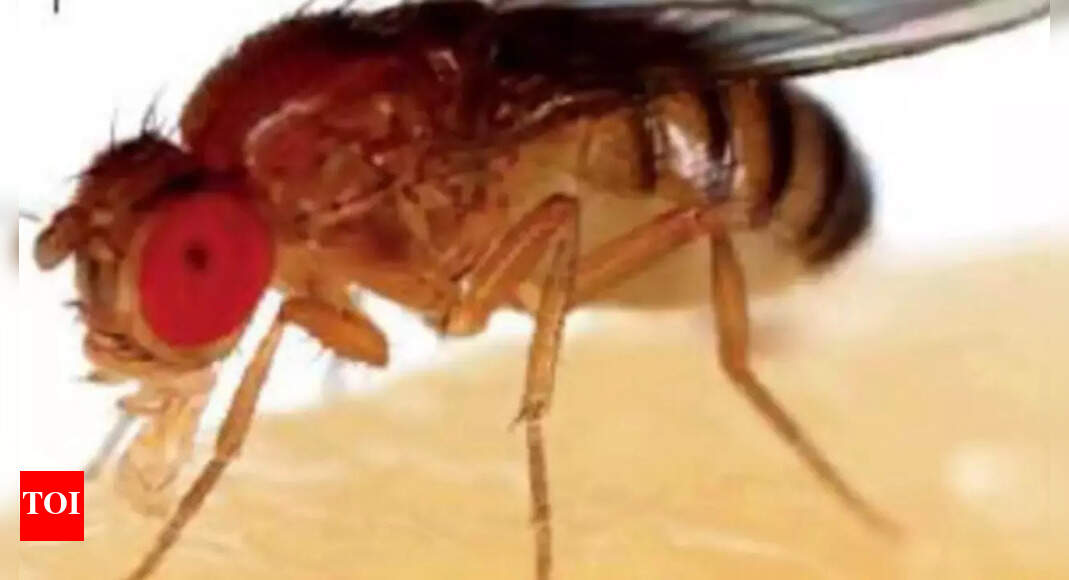 Nairobi: 100 students at Sikkim college infected by Nairobi flies ...