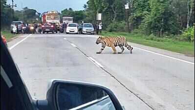 Tiger crosses road as motorists give way, capturing moment on video ...