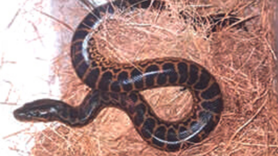 Nandankanan: Nandankanan Zoo Gets Its First Yellow Anaconda ...