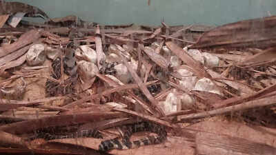 Mangaluru: 38 king cobra eggs hatched at Pilikula zoo | Mangaluru News ...