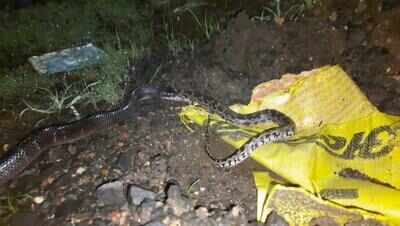 Highly venomous common krait found swallowing python, rescued | Nagpur ...