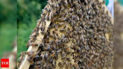 Buzzing Initiative To Bring Back Bees To Conserve Their Population, Aid ...
