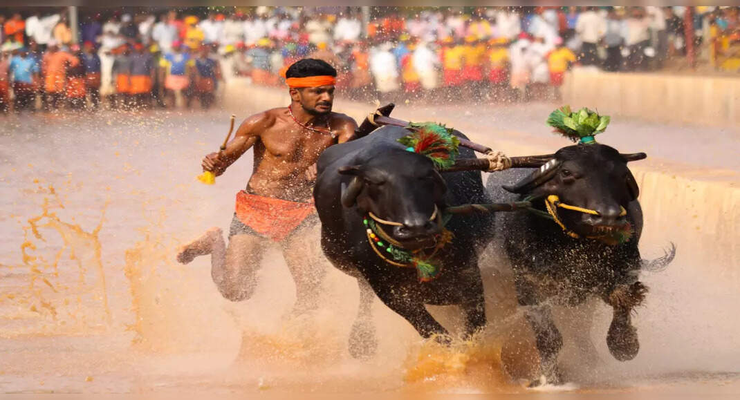 Here’s what you need to know about the Kambala Race | TimesTravel