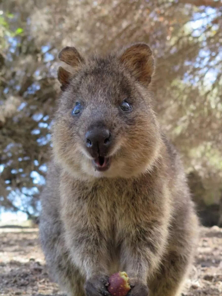 7 cutest animals Australia is hiding from the world | Times Now