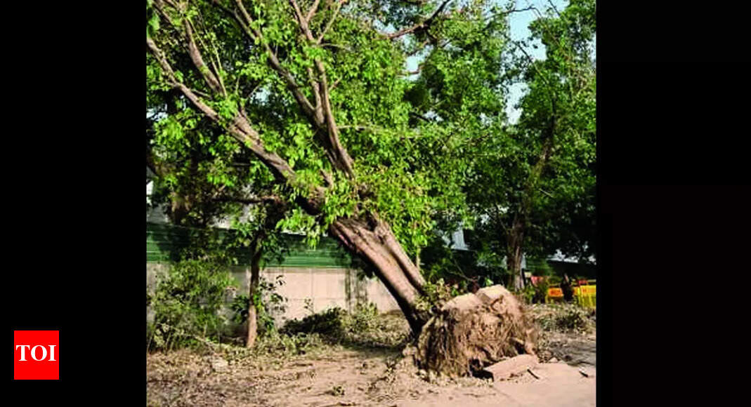 Delhi: Greens wage long battle to save old pilkhan tree | Delhi News ...