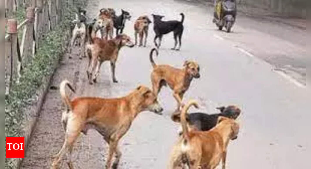 Bengaluru to become free of stray dogs soon: Karnataka minister Prabhu ...