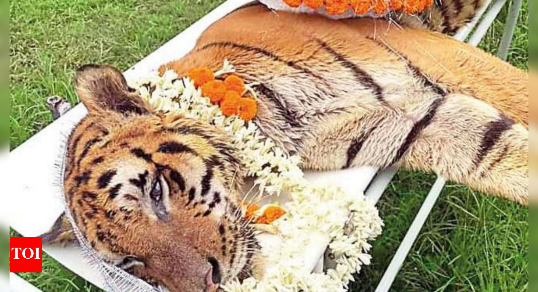 State’s Oldest Royal Bengal Dies At 25, Gets Send-off Fit For A Raja ...