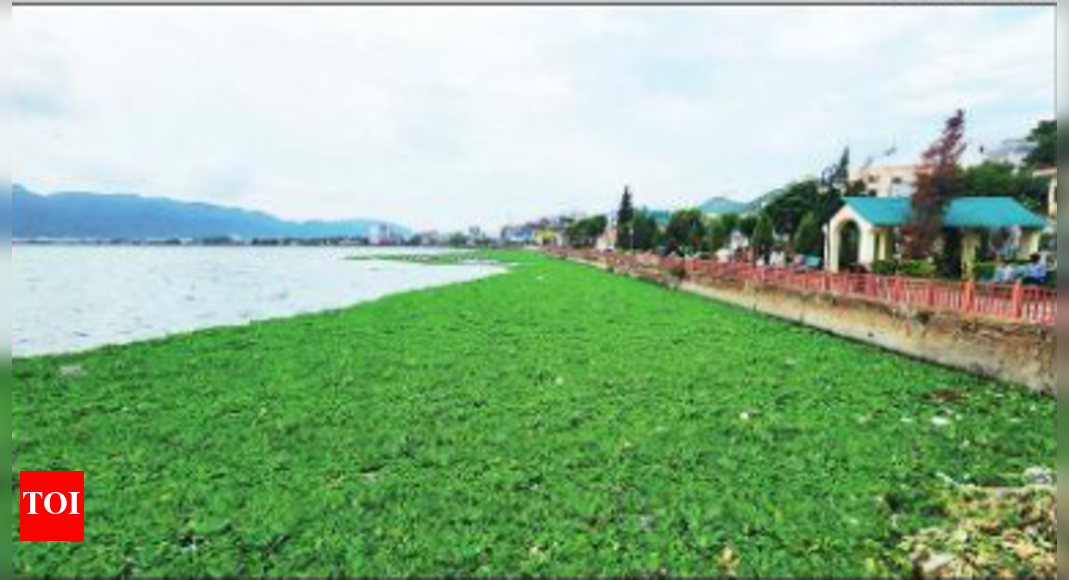 Ajmer: Water hyacinth chokes Anasagar Lake, Ajmer residents complain of ...