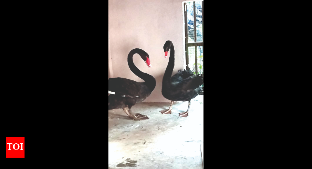 Zoo Gets Pair Of Parrots, Swans | Lucknow News - Times of India