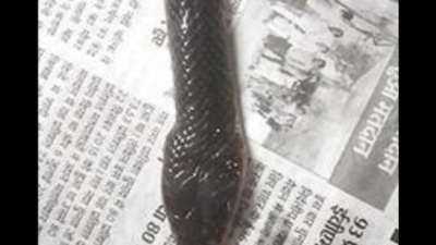 Misrod: Snake Autopsy To Uncoil Misrod Murder Mystery | Bhopal News ...