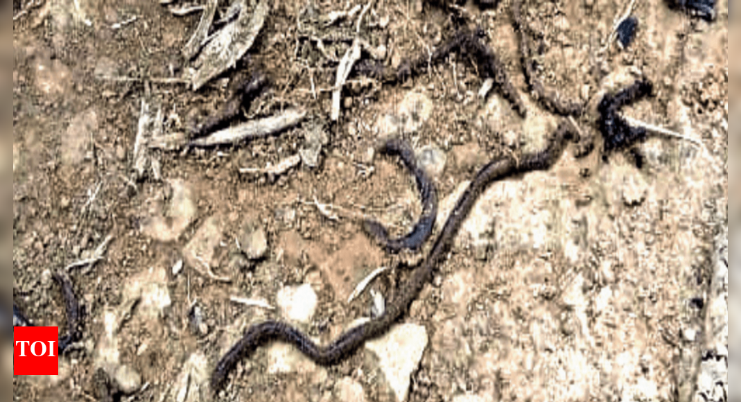 Karnataka: Karnataka: Increasing earthworm population enriches soil in ...