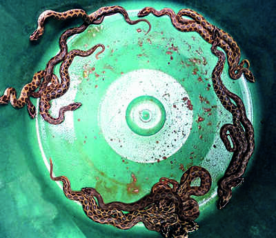 Russel’s Viper, Reticulated Pythons Breed | Mangaluru News - Times of India