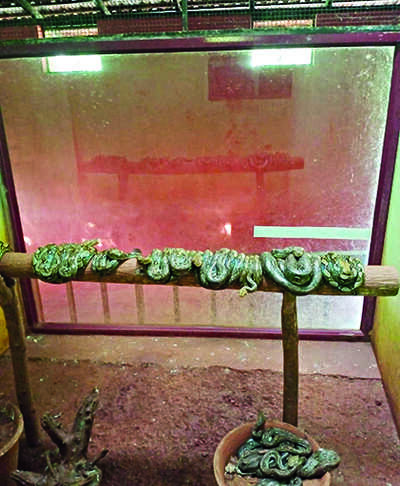 Russel’s Viper, Reticulated Pythons Breed | Mangaluru News - Times of India