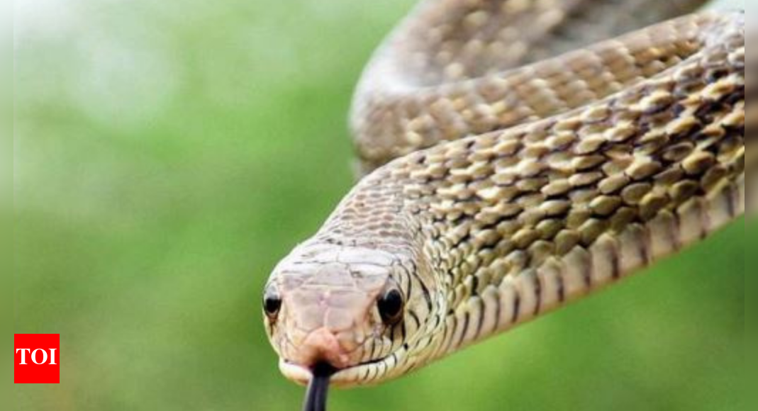 Navi Mumbai: Teen bitten by venomous snake at picnic saved | Navi ...