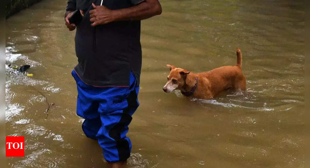 Mumbai: Over 80 displaced animals, birds rescued amid heavy rains ...