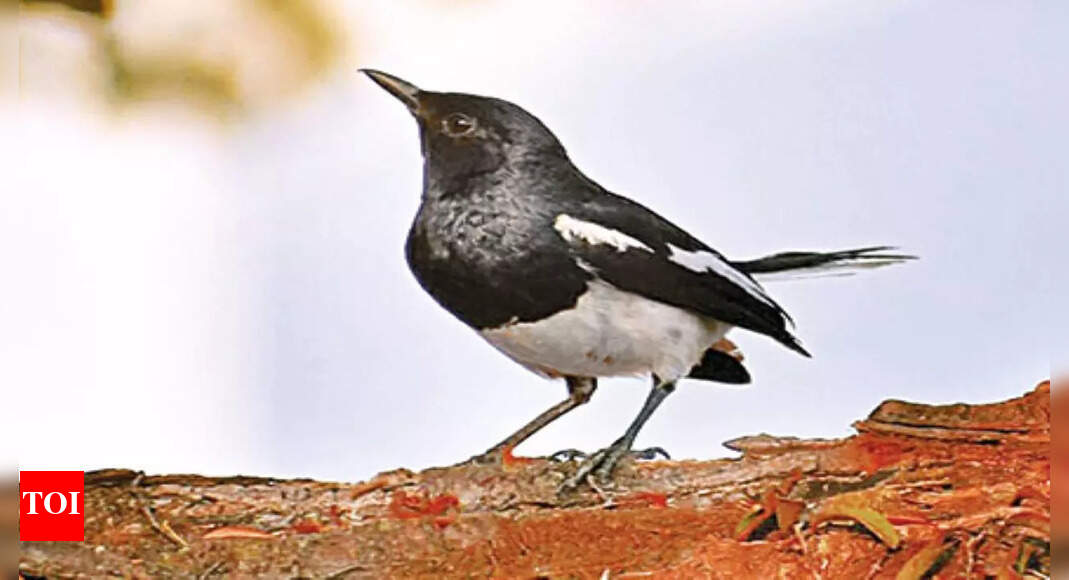 Kochi: Comprehensive Bird Survey To Begin This Month | Kochi News ...