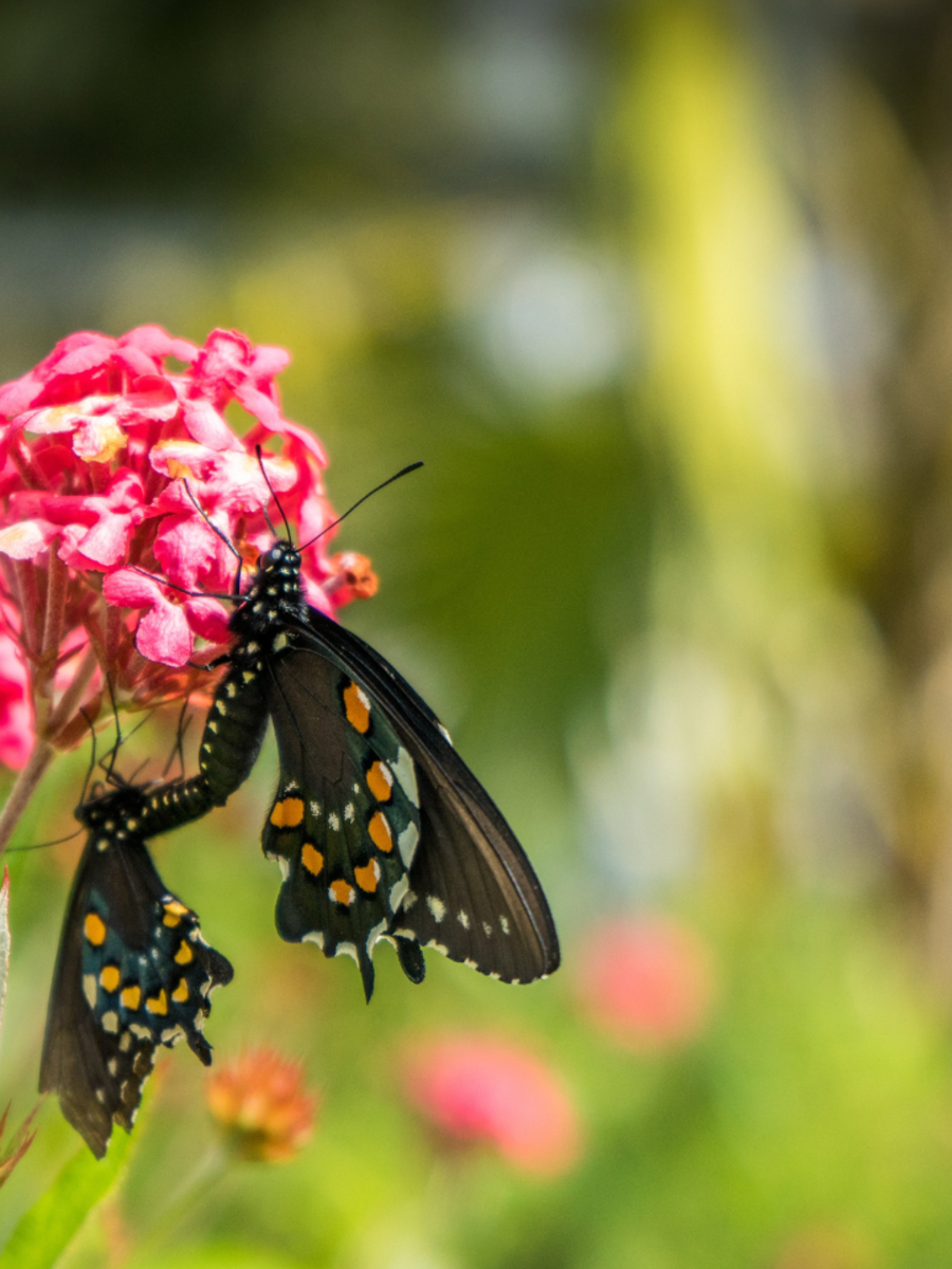 The unique mating rituals and parenting styles of animals | Times of India