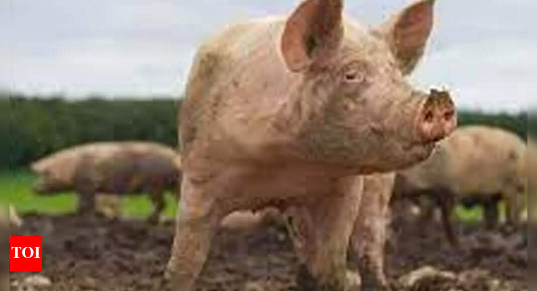Over 40k Pigs Die As Asf Rages In 22 Assam Districts, Says Minister ...