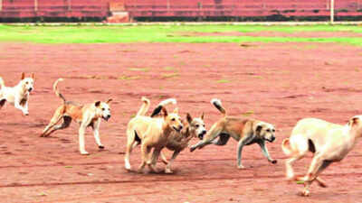 Qatar: Killing of 29 dogs in Qatar sparks outrage on social media ...