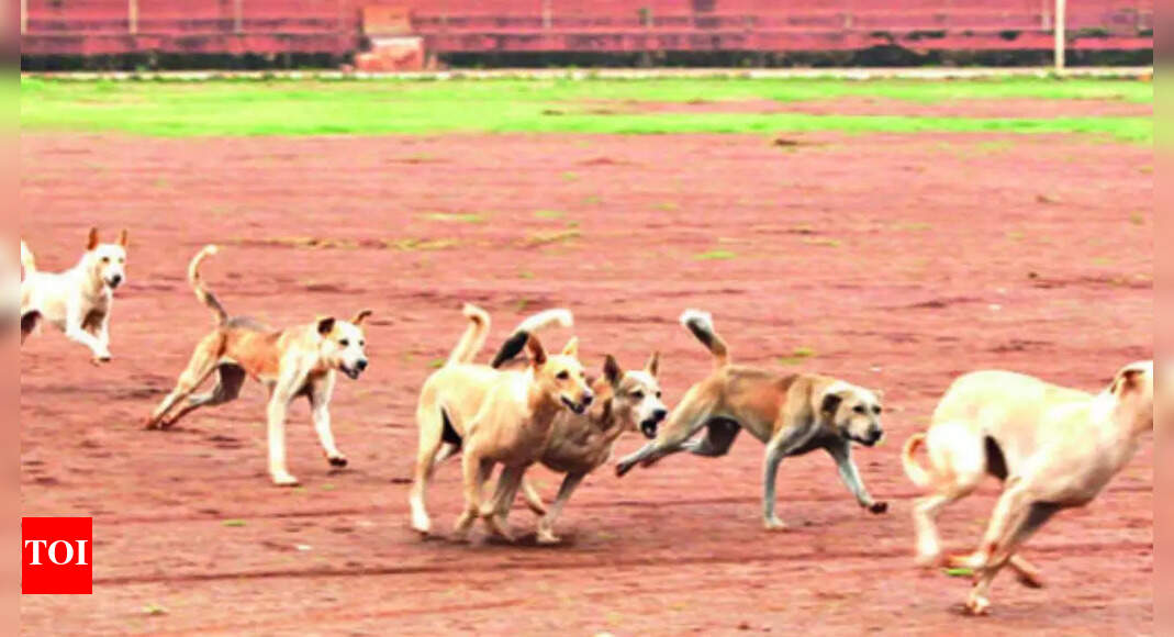 Qatar: Killing of 29 dogs in Qatar sparks outrage on social media ...