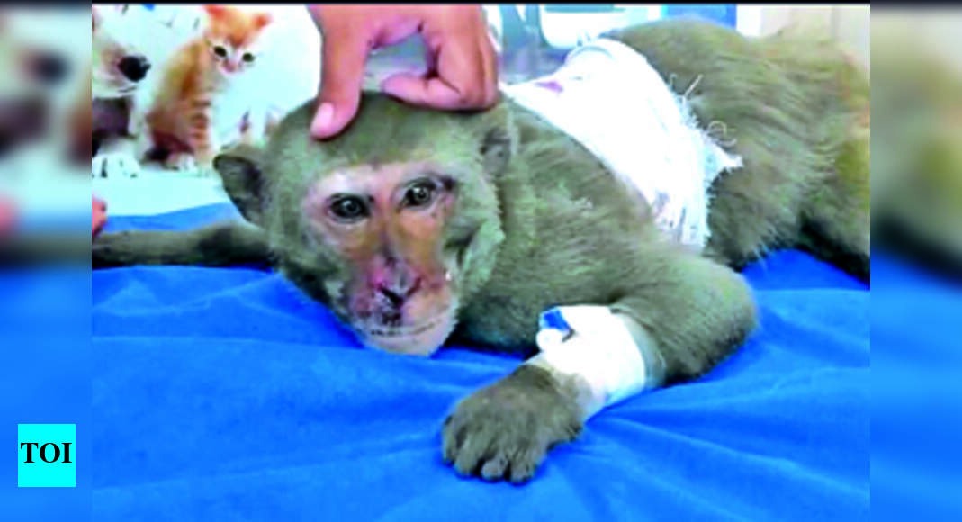 Bullet-hit Monkey Recovering | Vijayawada News - Times of India