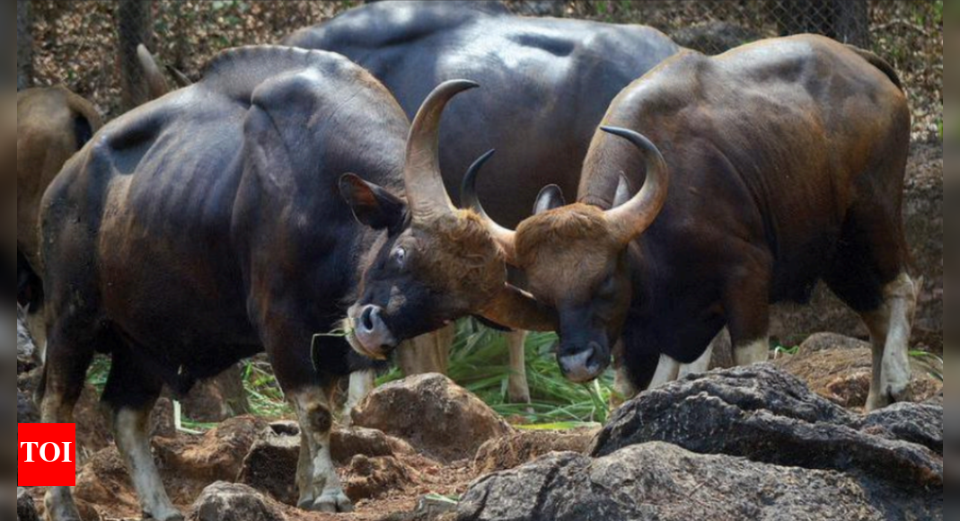 Spate of development works on cards for zoo at Bondla | Goa News ...