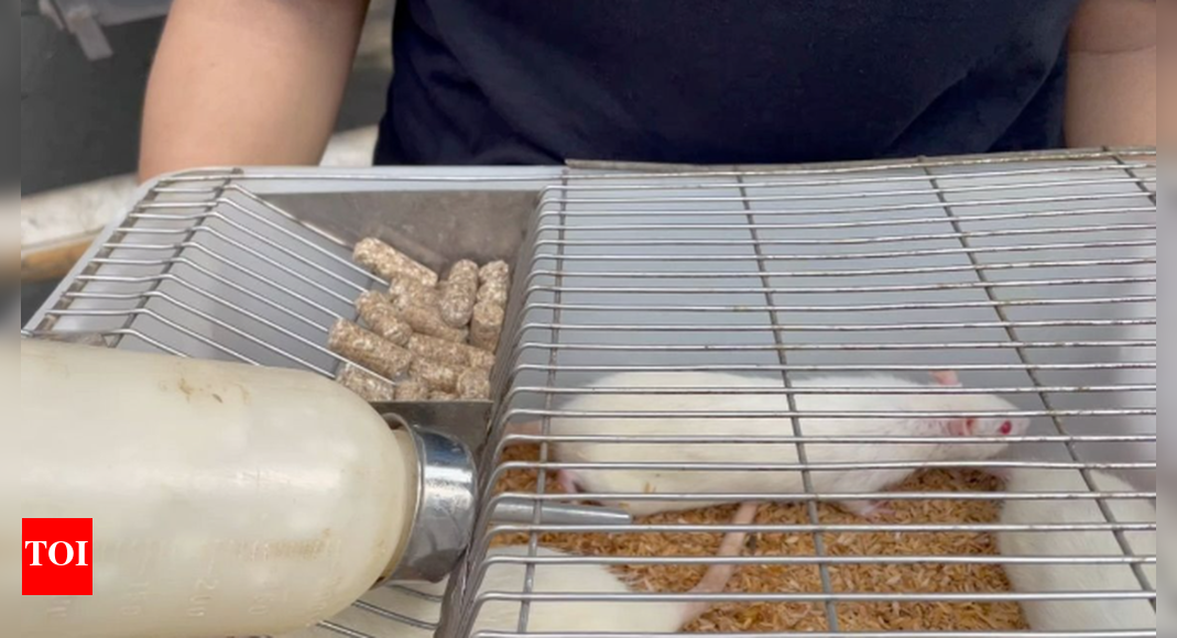 More than 150 animals rescued from Jipmer's experimentation facility in ...