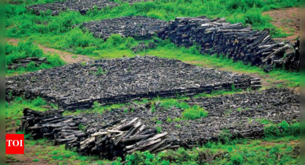 Only 35% of counted trees will be cut for Tamnar: Minister to HC | Goa ...