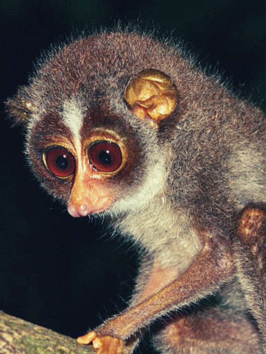 Lesser-known animals you won't believe exist in India | Times Now