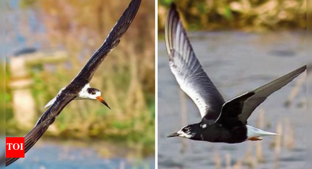 Chandu Budhera: Twitchers’ Delight As Two Rare Birds Flock To Chandu ...