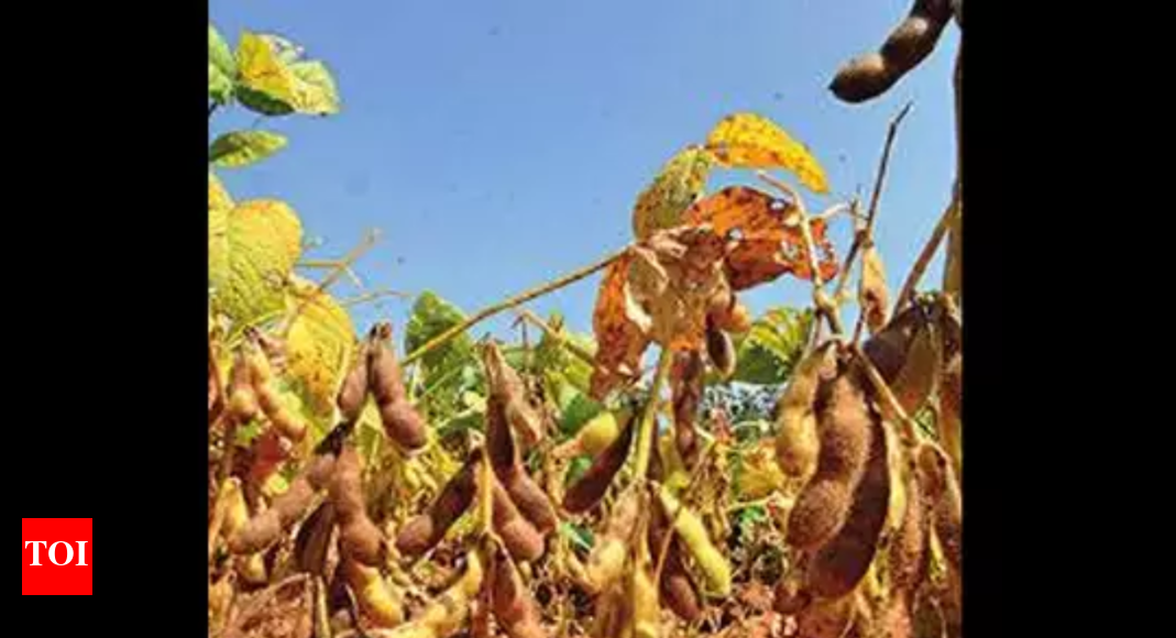 Crop: Virus Infects Soyabean Crop On 90 Acre In Shirol | Kolhapur News ...