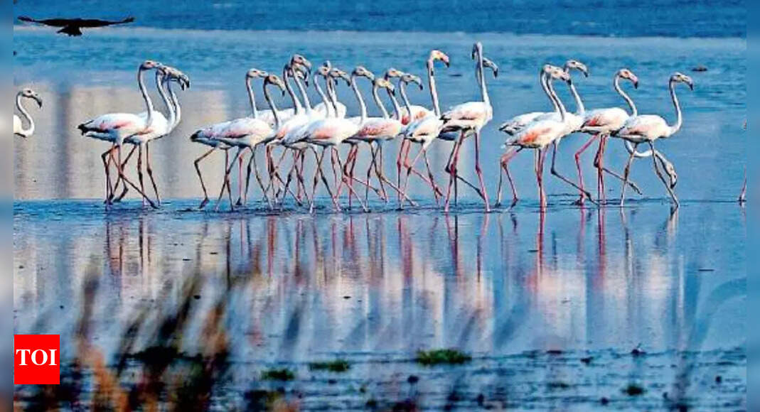 Ramsar: Five more Indian wetlands get international tag of Ramsar sites ...