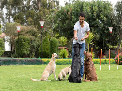 Why ‘reading’ a dog’s mind is important - Times of India