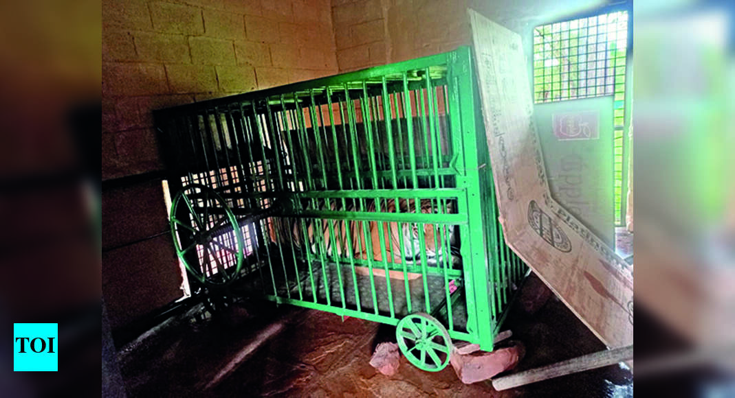 Van Vihar: Farewell Pancham: Tiger Translocated To Jamnagar | Bhopal ...
