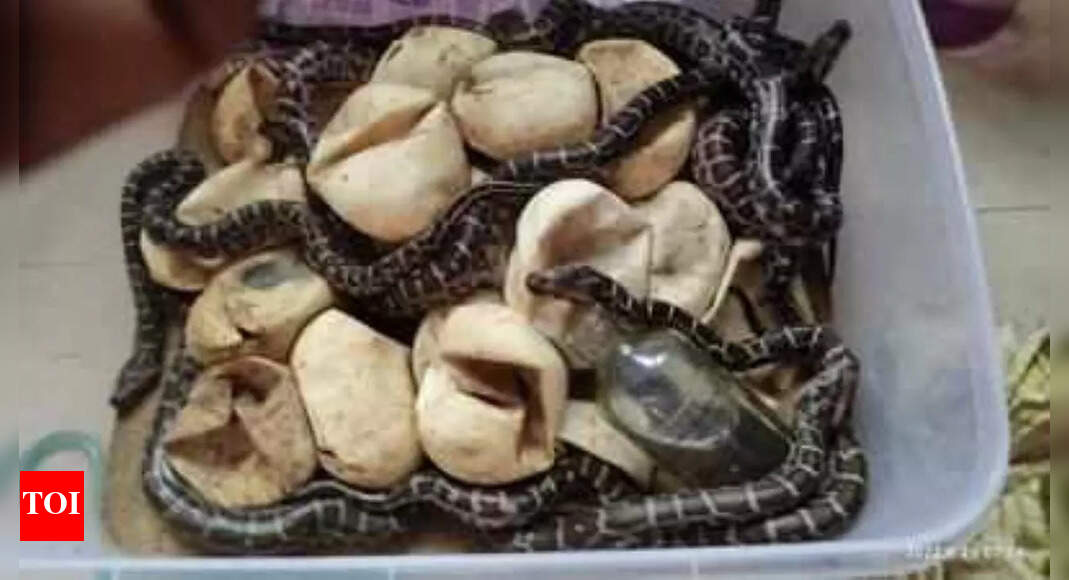 Goa man babysits 17 pythons as mom flees | Goa News - Times of India