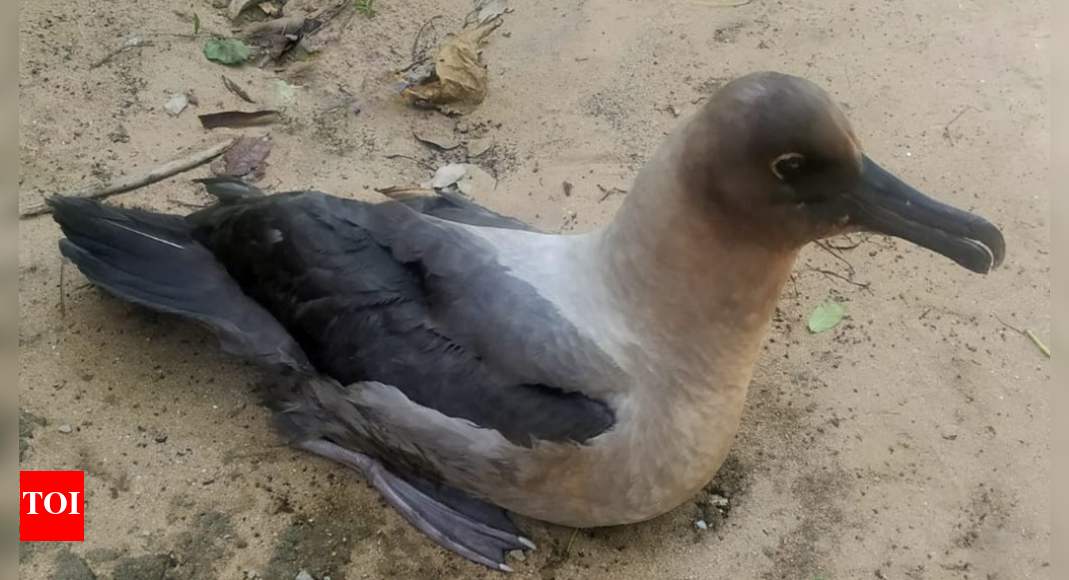 Light-mantled albatross spotted in Rameswaram, ‘for first time in Asia ...