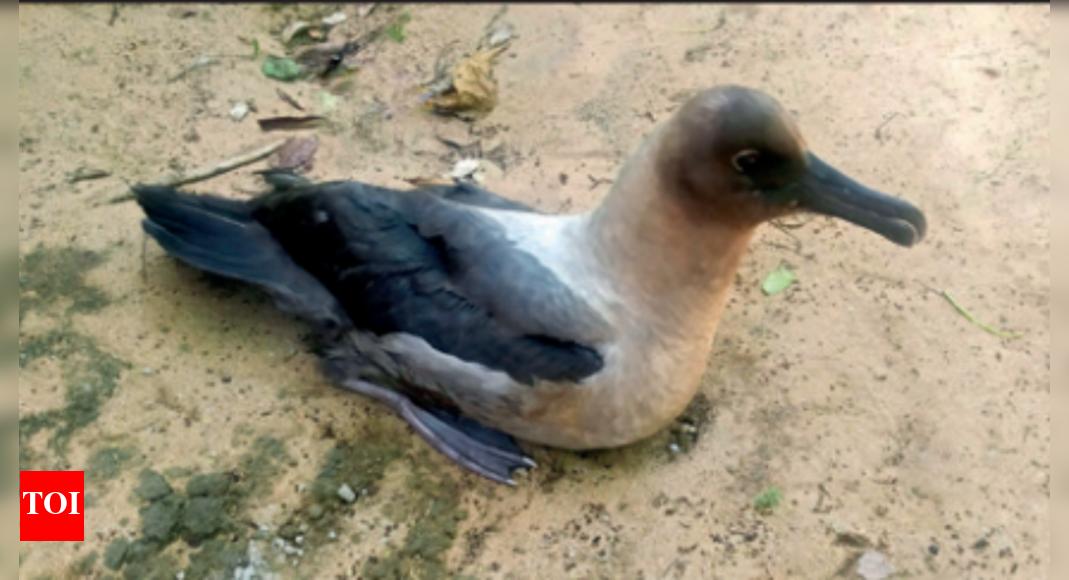 Antarctic: Antarctic Bird Sighted In Rameswaram | Madurai News - Times ...