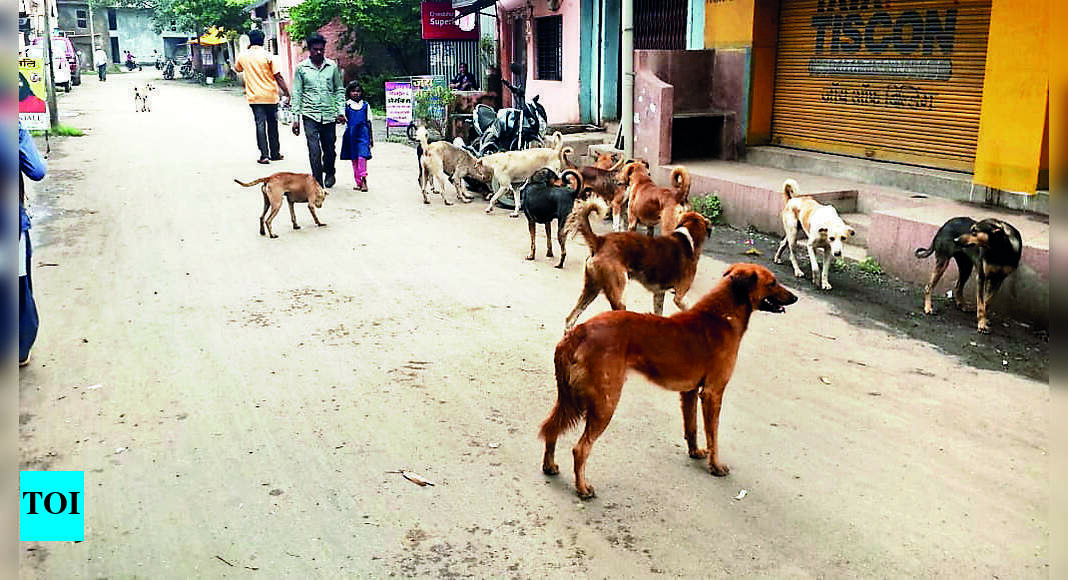 Nashik: Nashik Civic Body To Conduct Census Of Stray Dogs | Nashik News ...