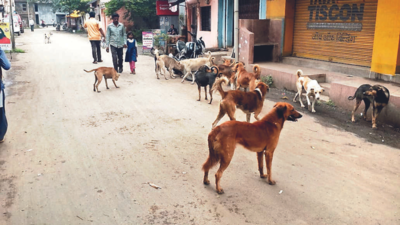Nashik: Nashik Civic Body To Conduct Census Of Stray Dogs | Nashik News ...
