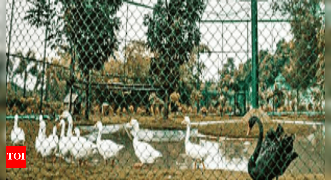 Crocodiles, Birds Arrive At New Town Mini Zoo | Kolkata News - Times of ...