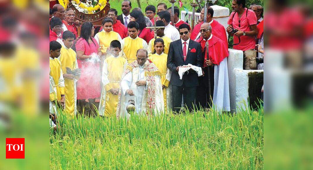 Every August, Goans reap first crop and sense of unity | Goa News ...