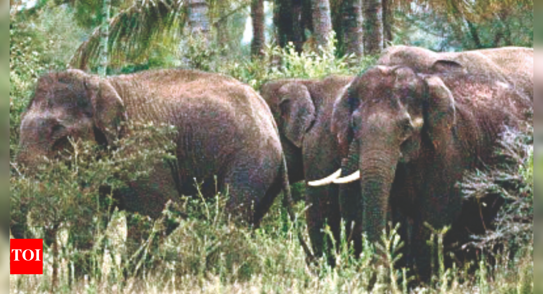 Mechi: Nepal Border Electric Fence Triggers Bengal Jumbo Deaths ...