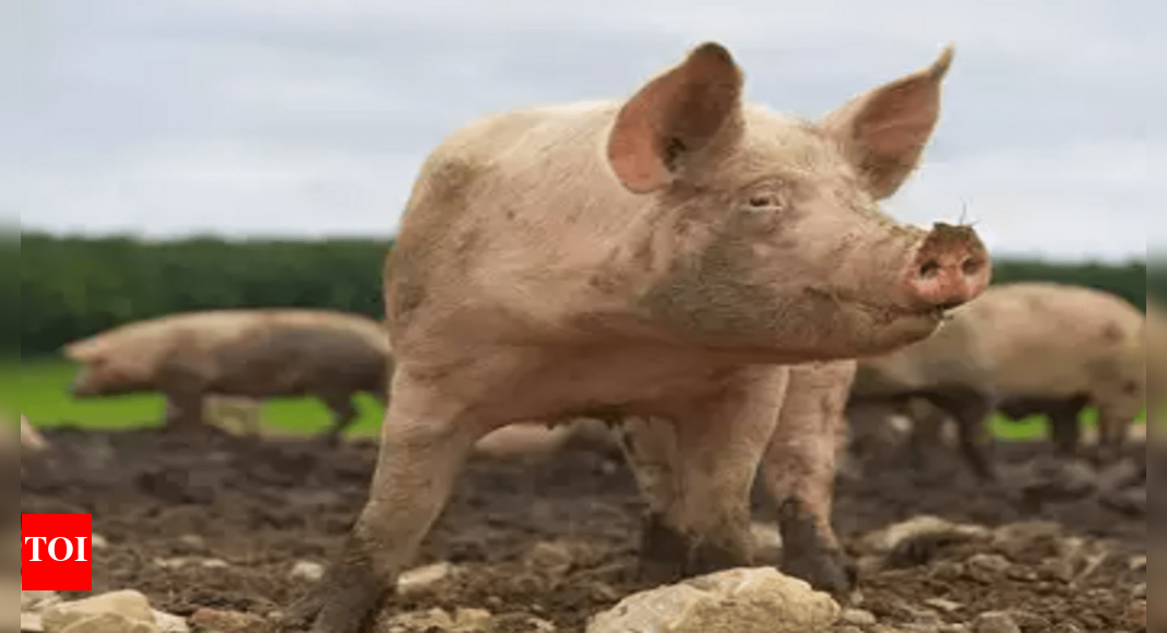 Pmc: PMC action against stray pigs slows down, citizens cite hygiene ... Pmc: PMC action against stray pigs slows down, citizens cite hygiene ...
