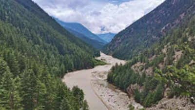 Heeng in Himalayas: Farming of asafoetida begins in Uttarakhand ...