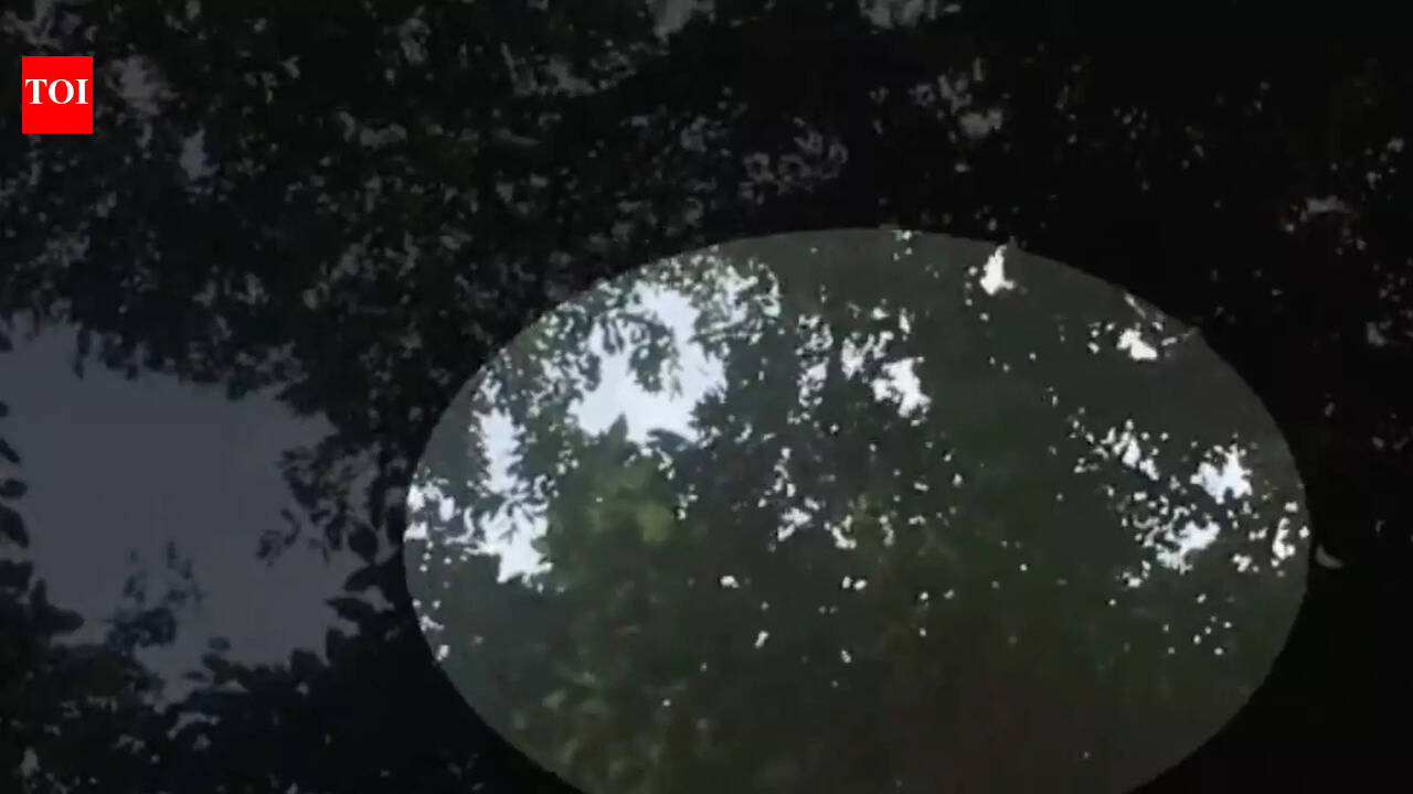 UP: Fire officials rescue bird entangled in kite string in Meerut