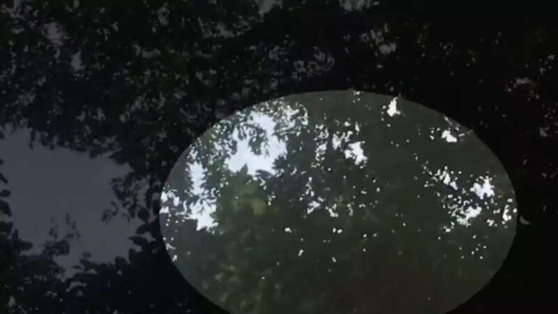 UP: Fire officials rescue bird entangled in kite string in Meerut