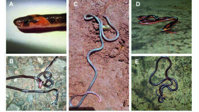 Kolhapur: Rare Snake Recorded In Kolhapur’s Gagan Bawda | Kolhapur News ...