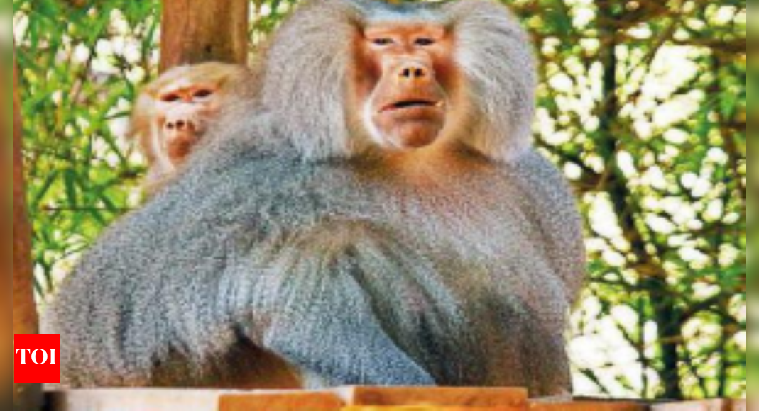 Bbp: Bbp Gets 3 Baboons From Singapore | Bengaluru News - Times of India