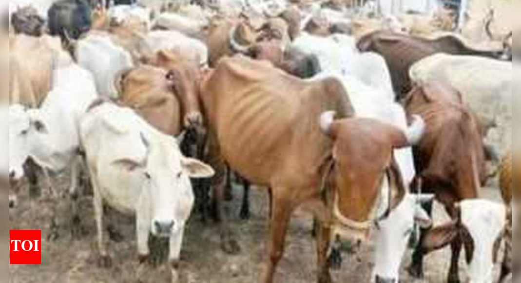 Lumpy Virus: 76 lakh released to tackle lumpy skin disease in cattle ...