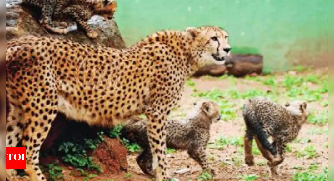 'Bringing back cheetahs is fine, but India lacks habitats to support ...